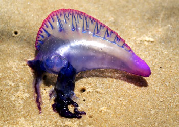 水螅纲 Hydrozoa 蓝色动物学（中国动物学科普）